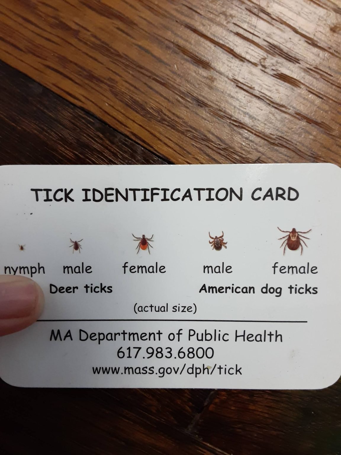 Disc Golf, Ticks and Lyme Disease - A Complete Guide - Disc Golf Around